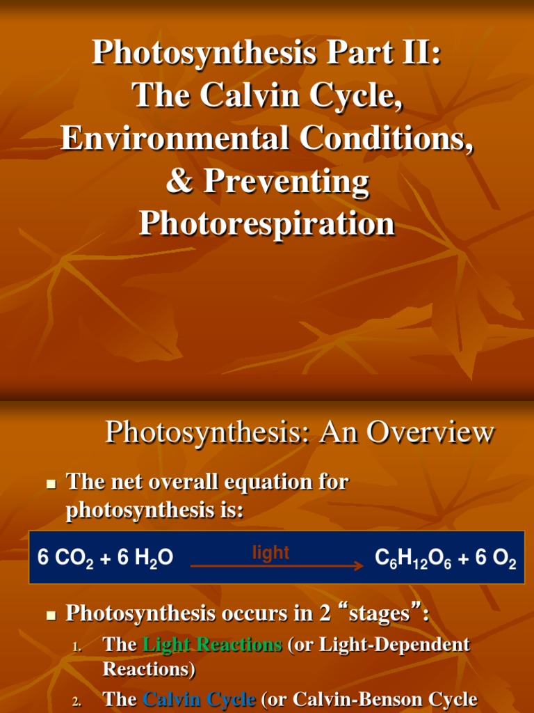 02 Photosynthesis Calvin Cycle Light Independent Reactions | PDF ...