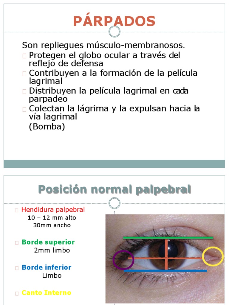 Parpados | PDF | Ojo humano | Enfermedades del ojo y anexos
