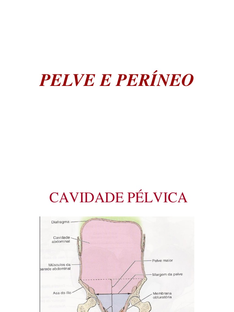 Anatomia da cavidade pélvica feminina: estruturas ósseas, ligamentos ...