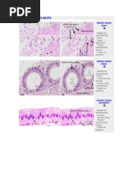 Epitelio Sensorial | PDF | Percepción visual | Neurona
