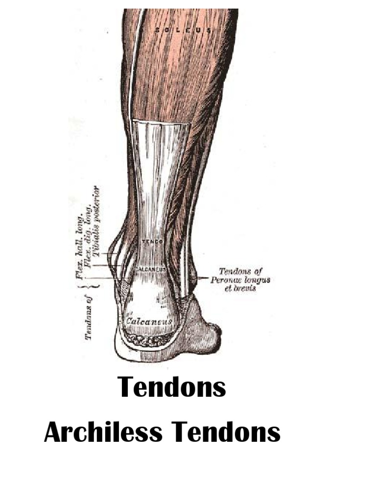 Tendons | Download Free PDF | Cartilage | Tendon