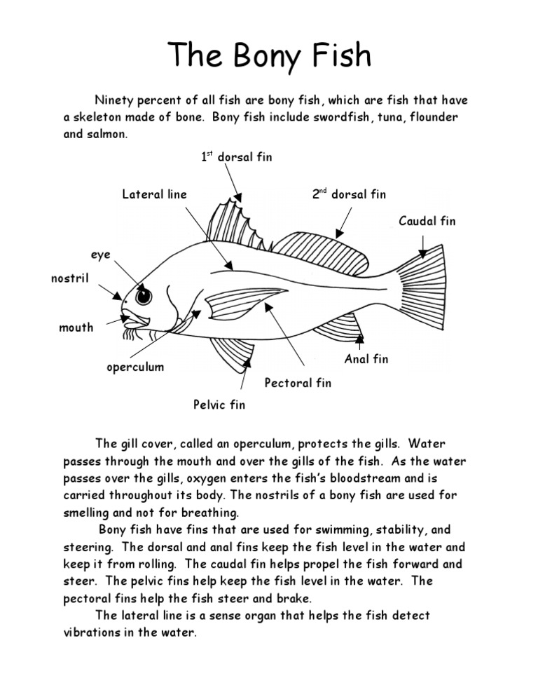 Bony Fish | PDF | Foreign Language Studies