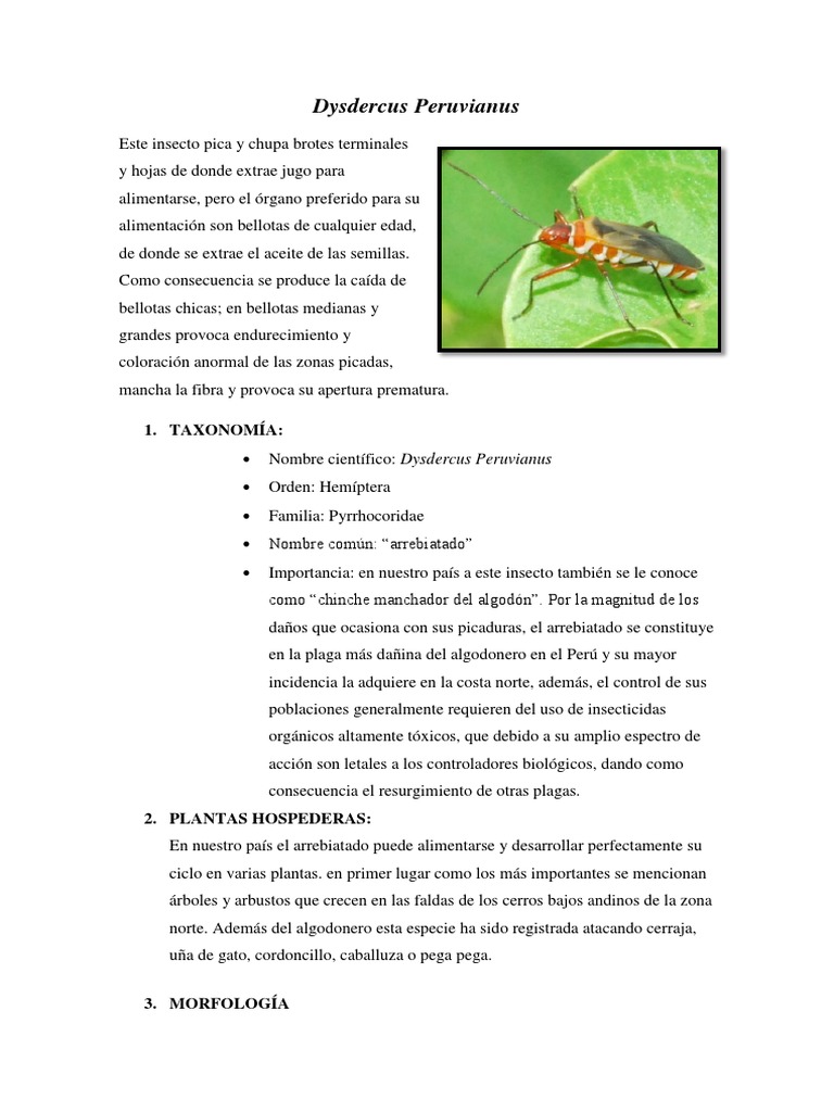Dysdercus Peruvianus | Insectos | Algodón
