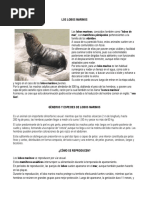 Conejo de mar: características y toxicidad | PDF | Huevo | Zoología