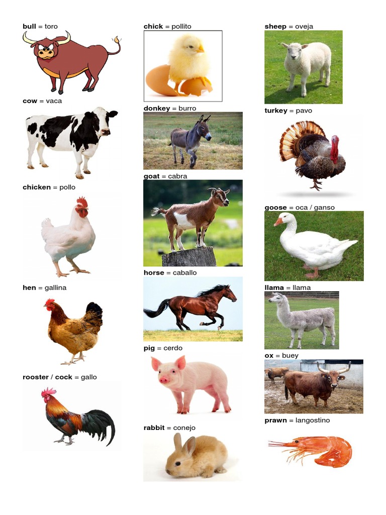 25 Animales en Ingles y Español Con Imagen | PDF