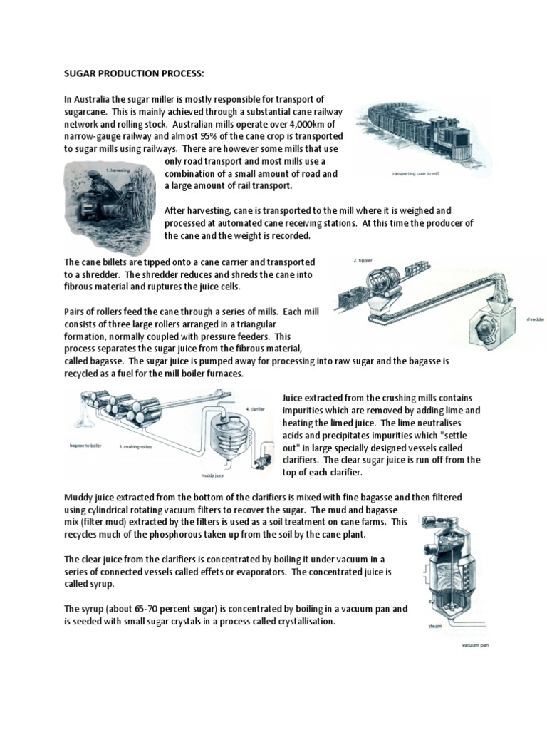 Sugar Production Process | PDF | Sugarcane | Sugar