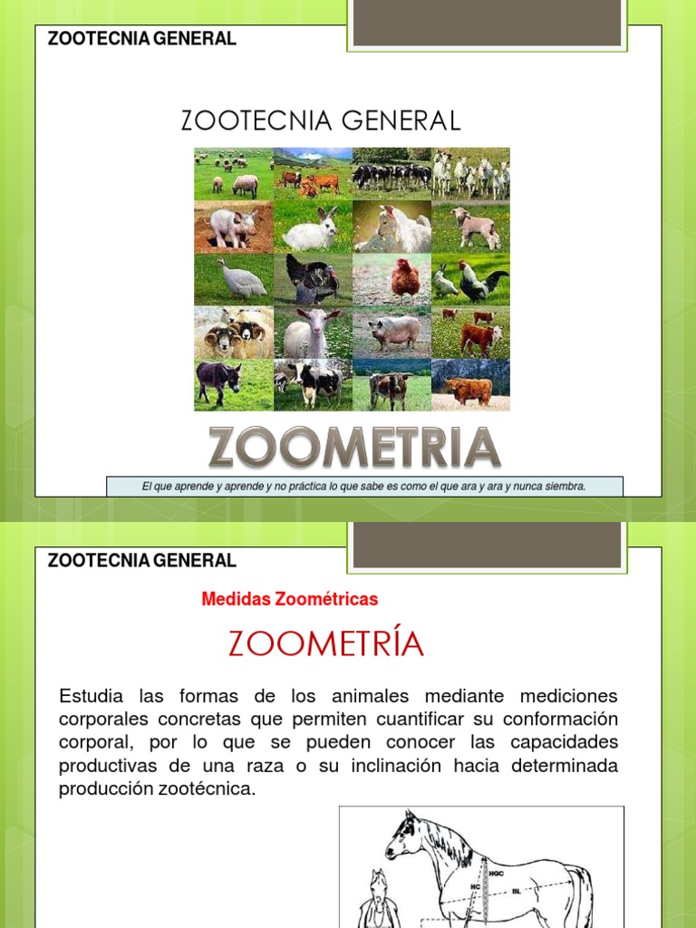 Zooometria | PDF | Longitud | Abdomen