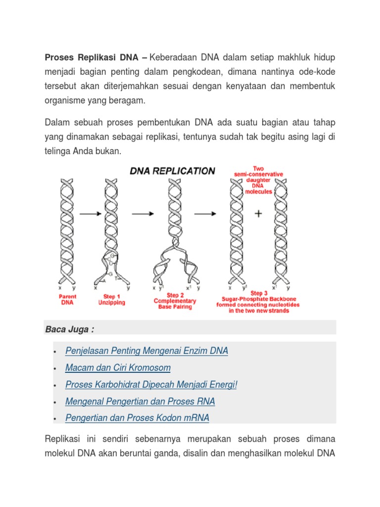 Proses Replikasi DNA | PDF