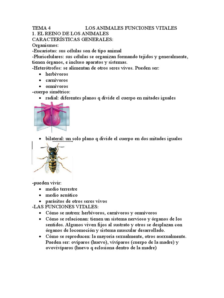 Tema 4los Animales Funciones Vitales | PDF | Huevo | Respiración