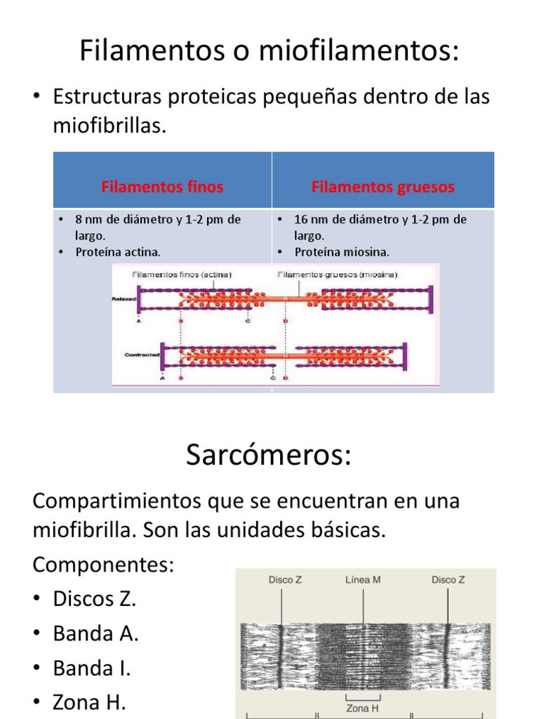 Estructura y Función de Miofilamentos | PDF | Tejido suave | Nutrientes