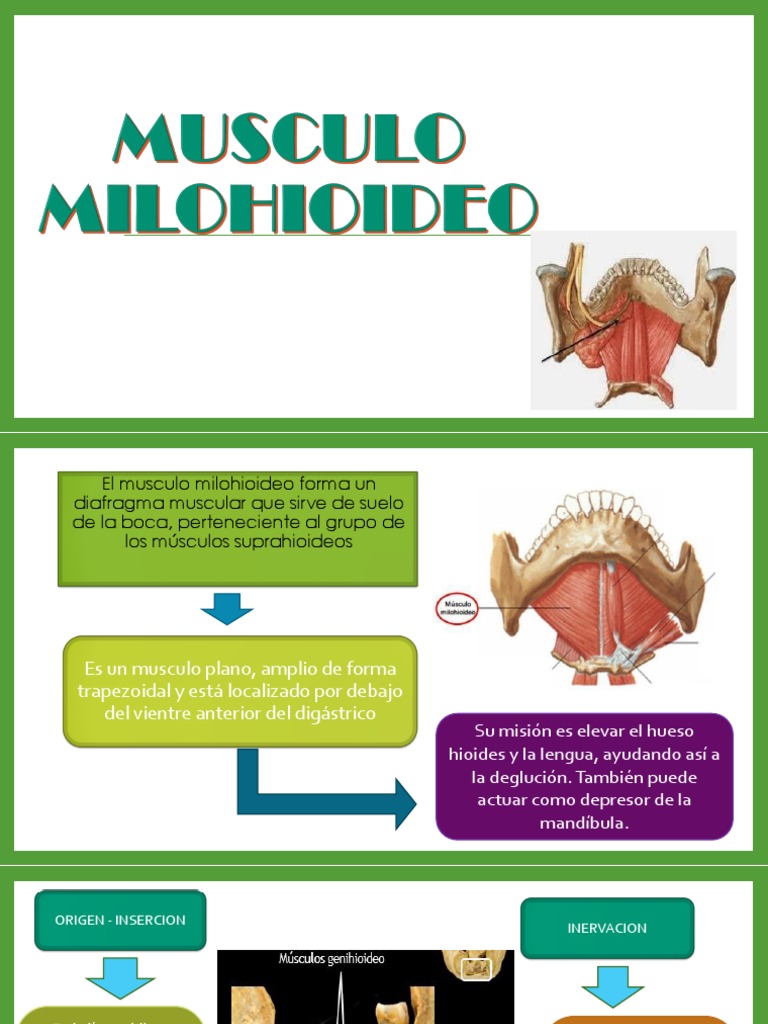 Musculo Milohiodeo y Genihiolodeo | PDF | Tejido suave | Anatomía humana