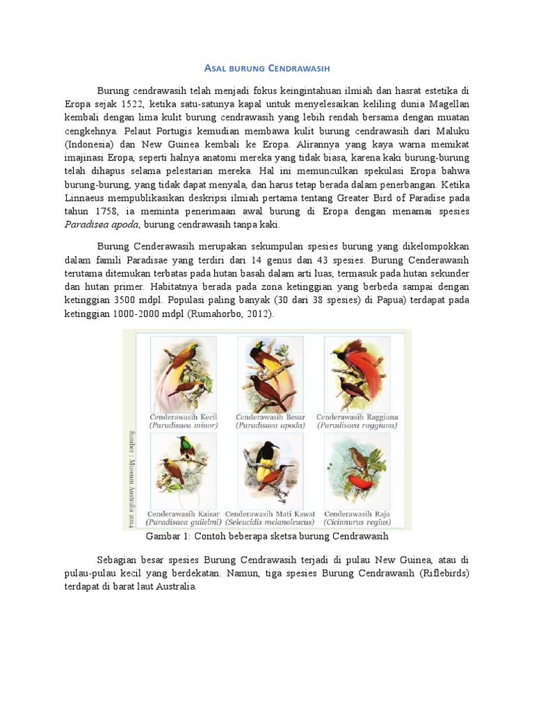 Cendrawasih | PDF | Griya & Taman