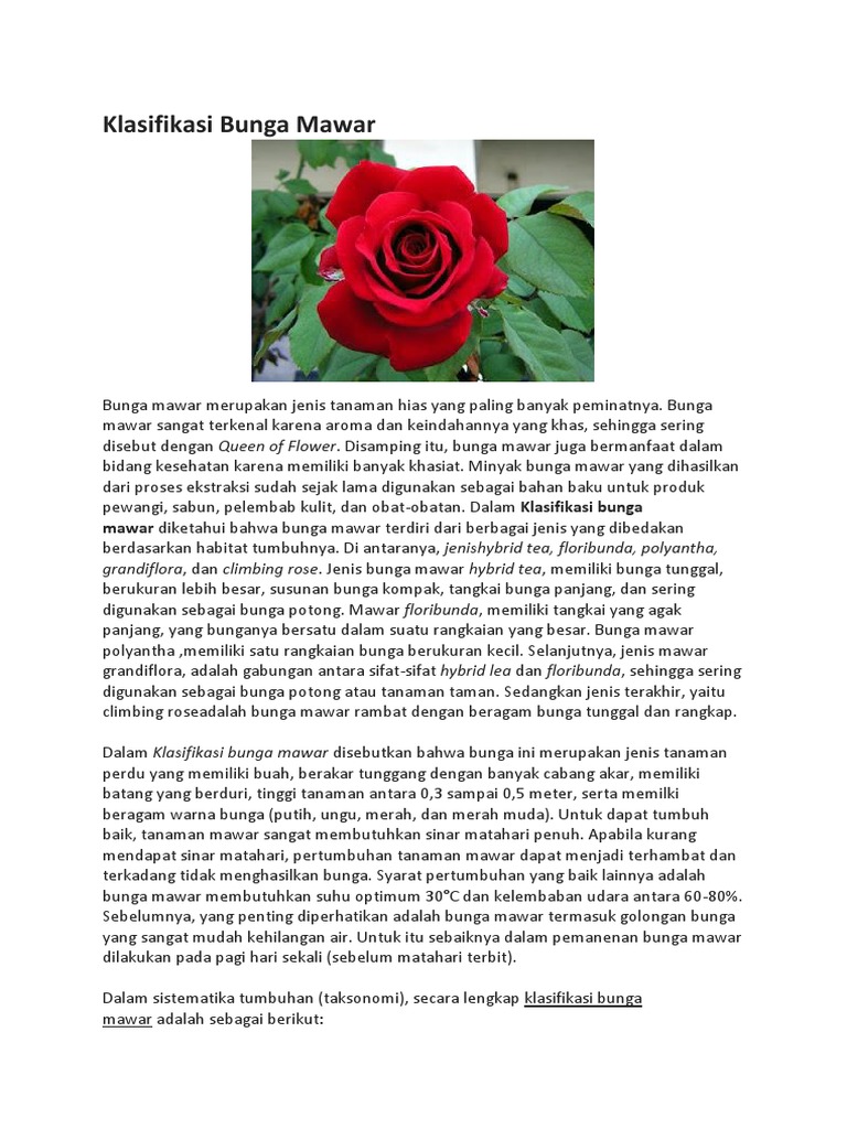 Klasifikasi Bunga Mawar | PDF