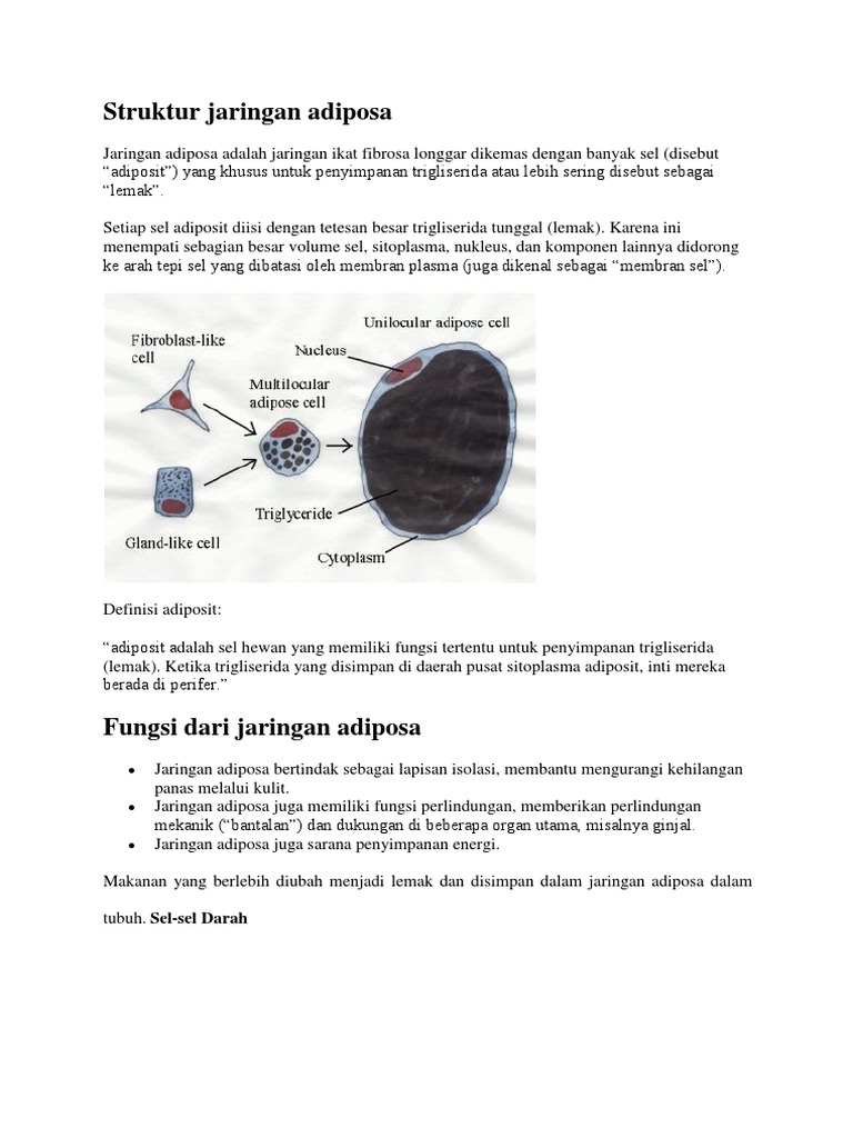 Struktur Jaringan Adiposa | PDF