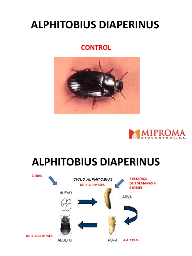 Alphitobius Diaperinus | PDF | Agua | Naturaleza