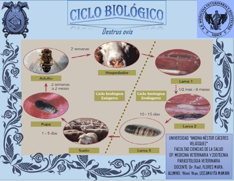 Ciclo Biologico | PDF