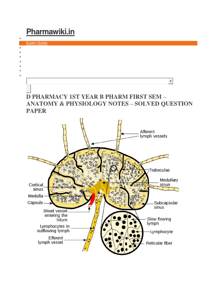 Anatomy Physiology Notes | PDF | Atrium (Heart) | Liver