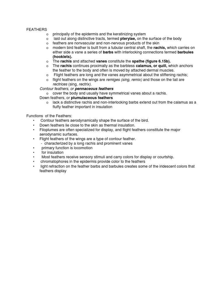 (Hooklets) .: Rectrices (Sing, Rectrix) - Contour Feathers, or ...