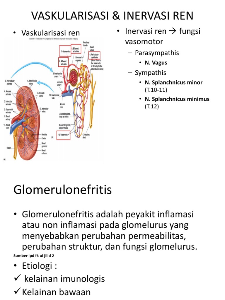 VASKULARISASI & INERVASI REN + Glomerulonefritis | PDF