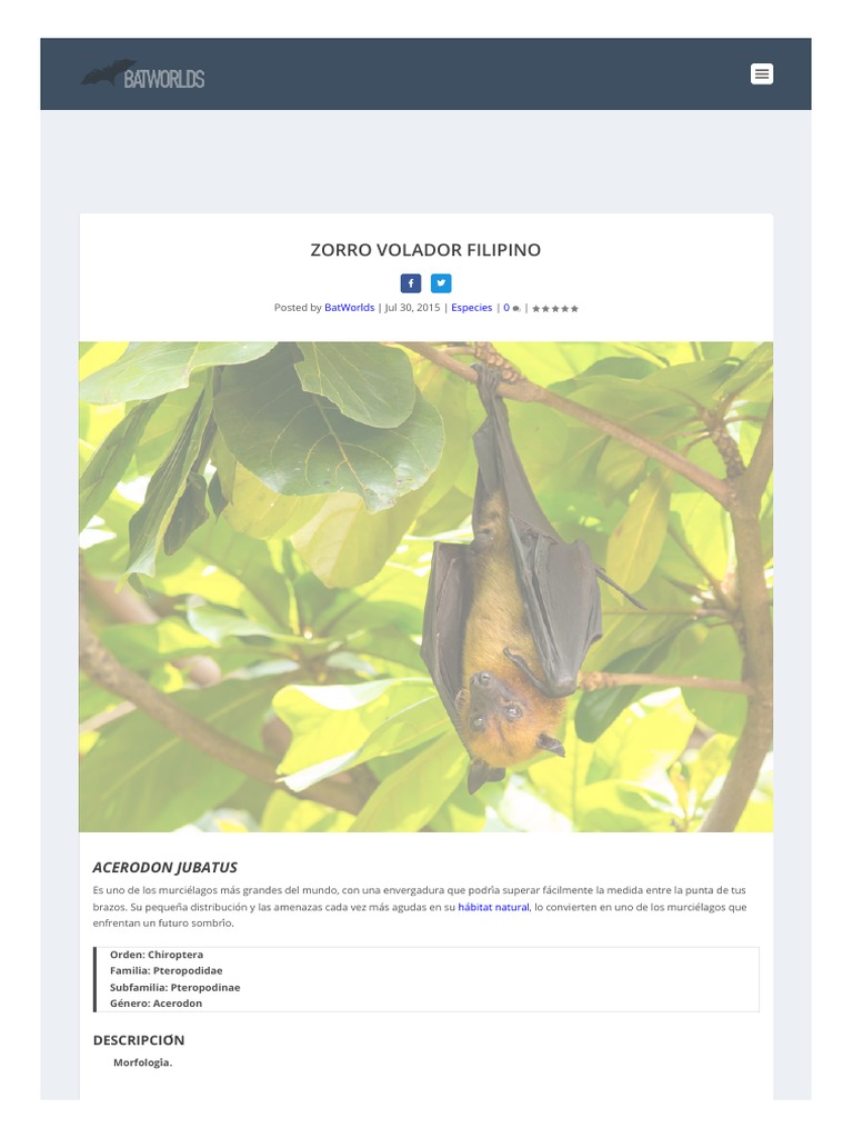 El zorro volador filipino: descripción y amenazas de Acerodon jubatus ...