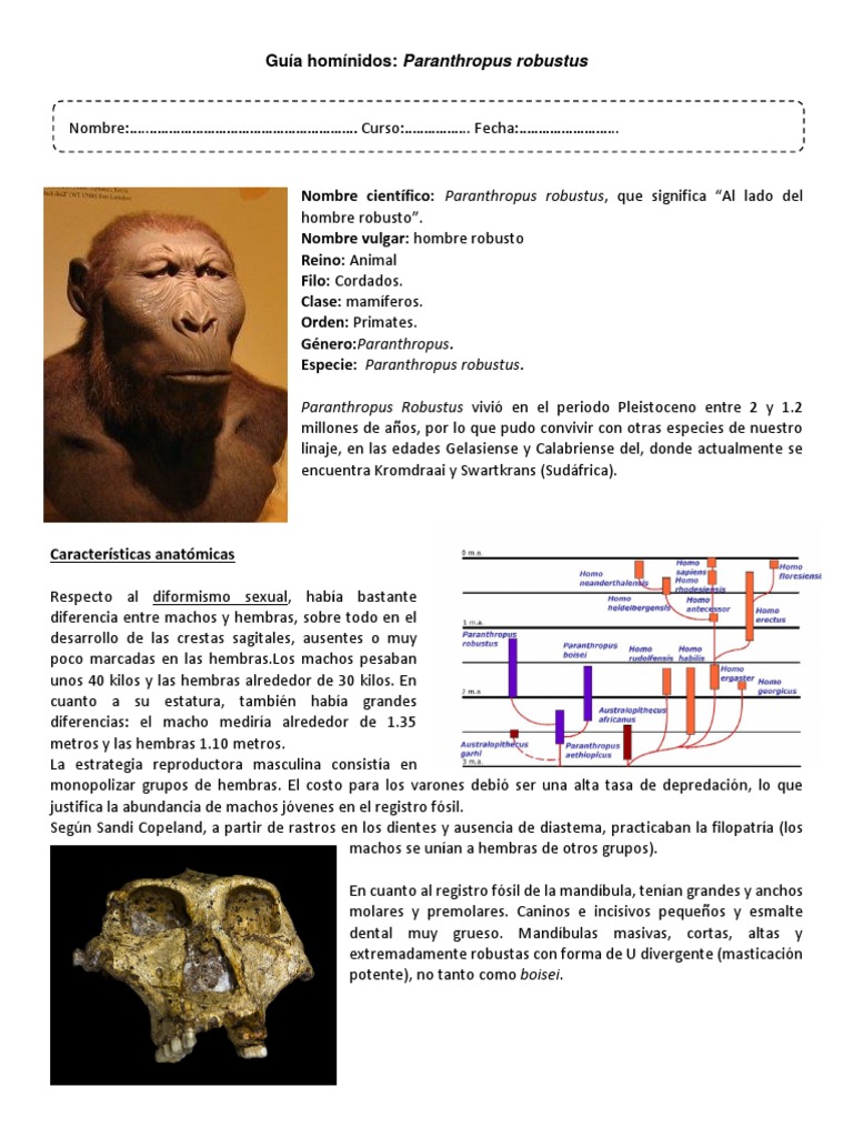 Características de Paranthropus robustus | PDF | Science | Paleontología