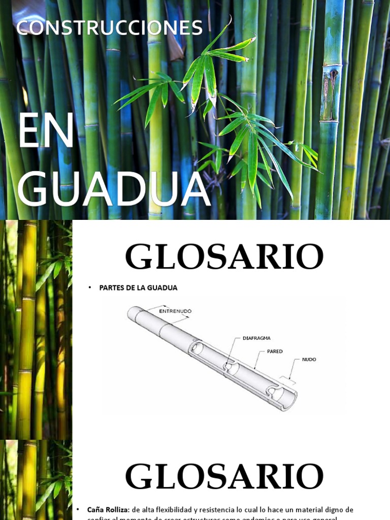 Guía completa sobre la guadua: propiedades, usos y recomendaciones ...