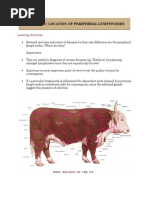 Understanding the Horse's Stay Apparatus | PDF | Skeletal System | Joints