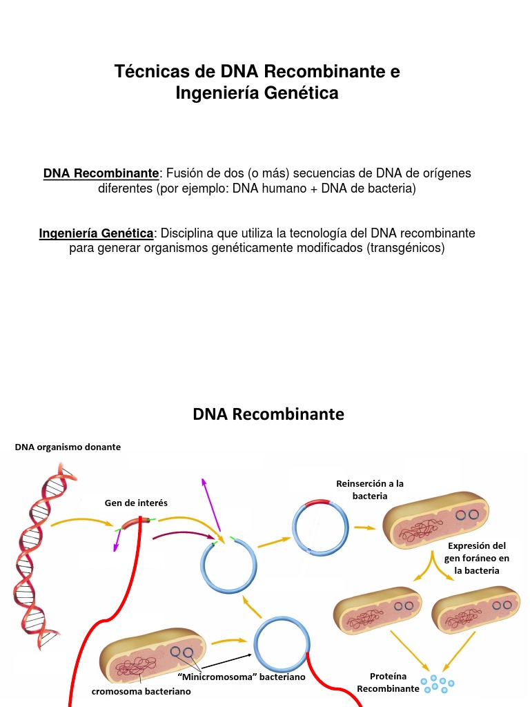 Tecnicas DNA Recombinante ppt | ADN recombinante | Adn | Prueba ...
