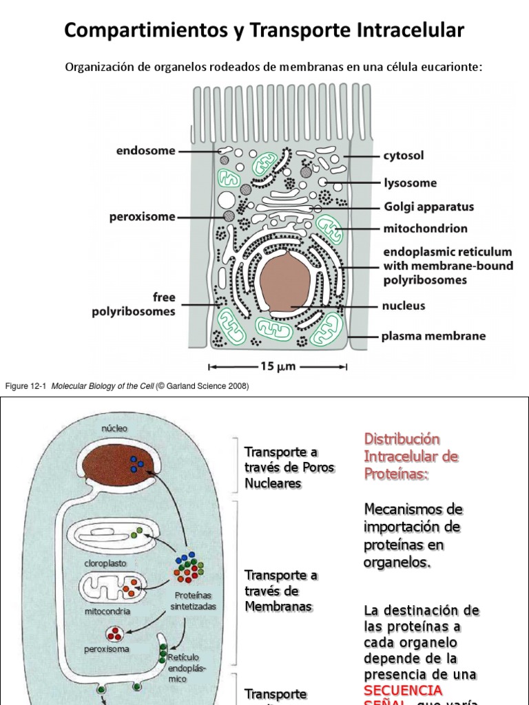 Compartimientos y Transporte Intracelular | Retículo endoplasmático ...