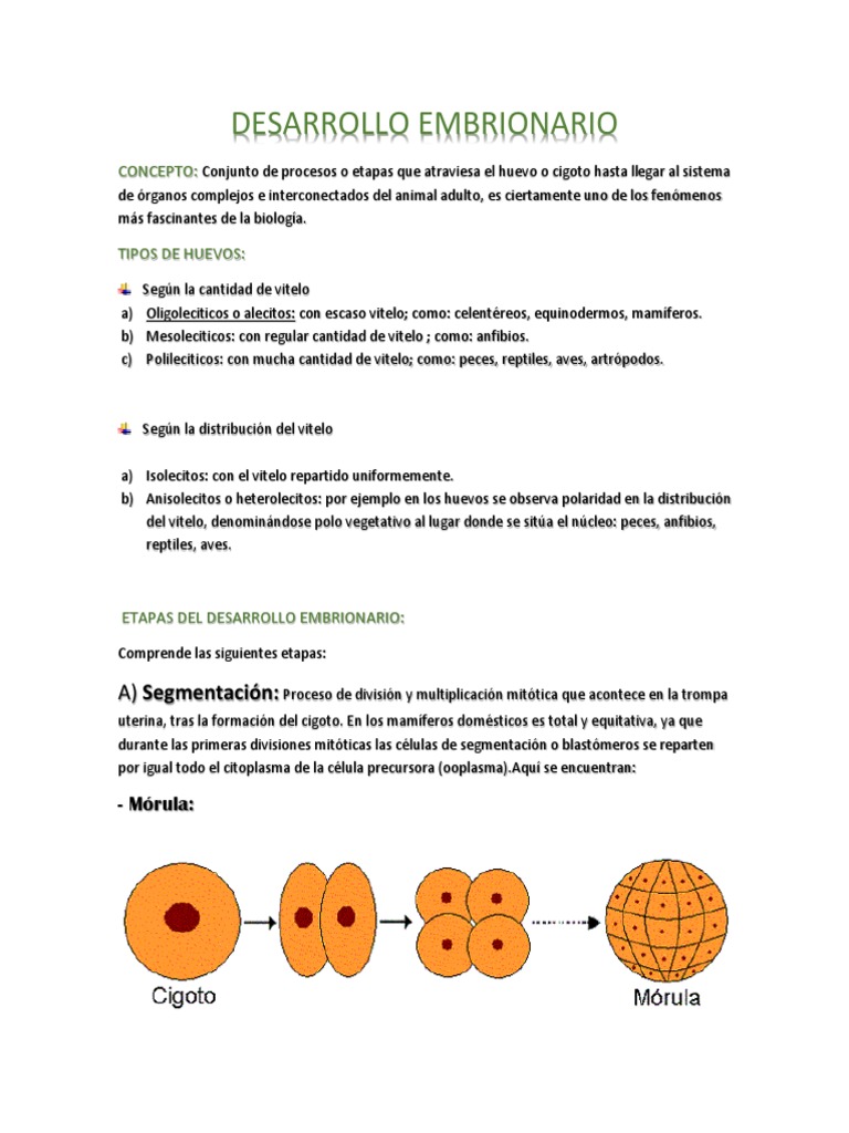 Etapas del Desarrollo Embrionario Animal | PDF | Zoología | Organismos