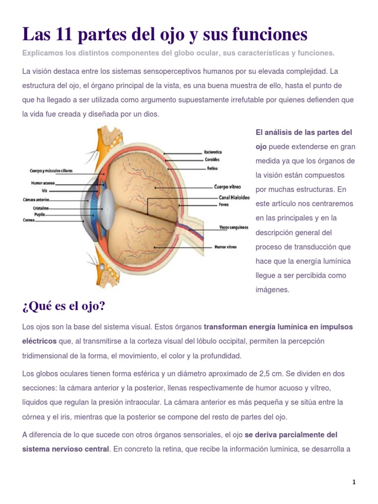 11 Partes Del Ojo Y Sus Funciones Ojo Humano Percepción Visual