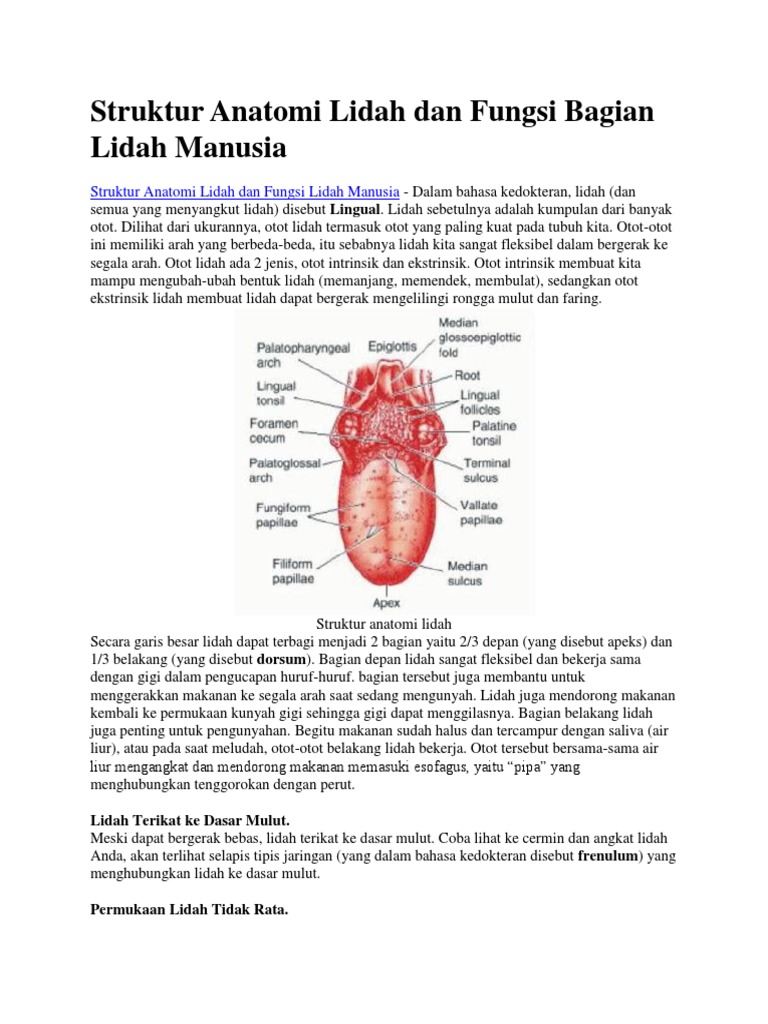 Struktur Anatomi Lidah Dan Fungsi Bagian Lidah Manusia | PDF ...