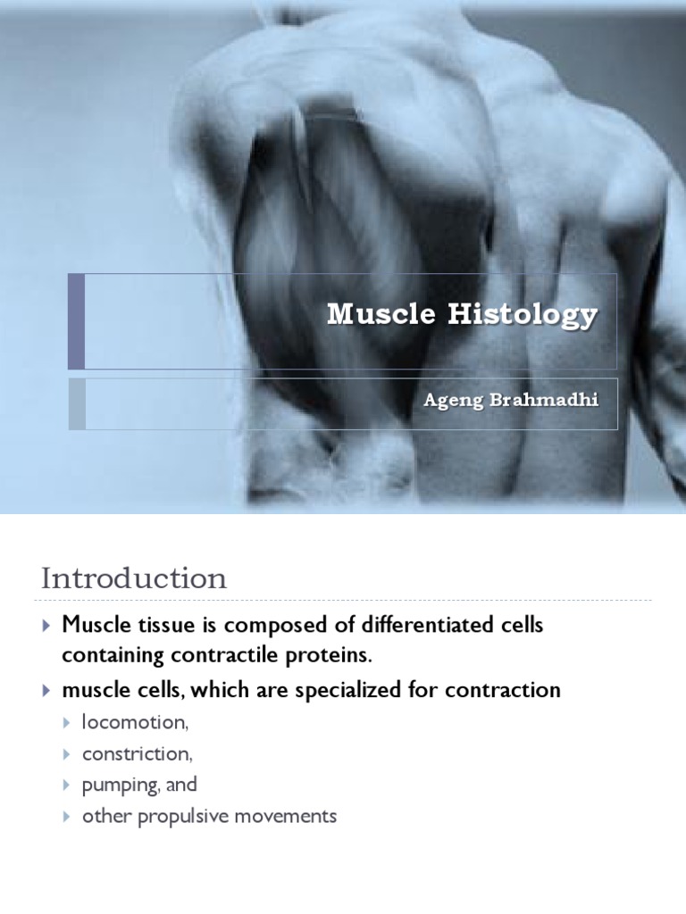 Muscle Histology: Types and Functions | PDF | Muscle Contraction ...
