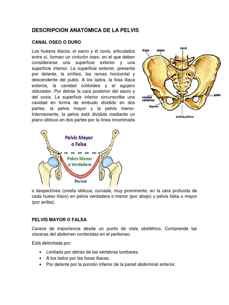 Descripción Anatómica de La Pelvis | PDF | Pelvis | Anatomía humana