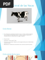 Ciclo Estral de La Vaca | PDF | Hormona luteinizante | La salud de la mujer