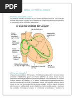 Inervación Del Corazón | PDF | Corazón | Neuroanatomía