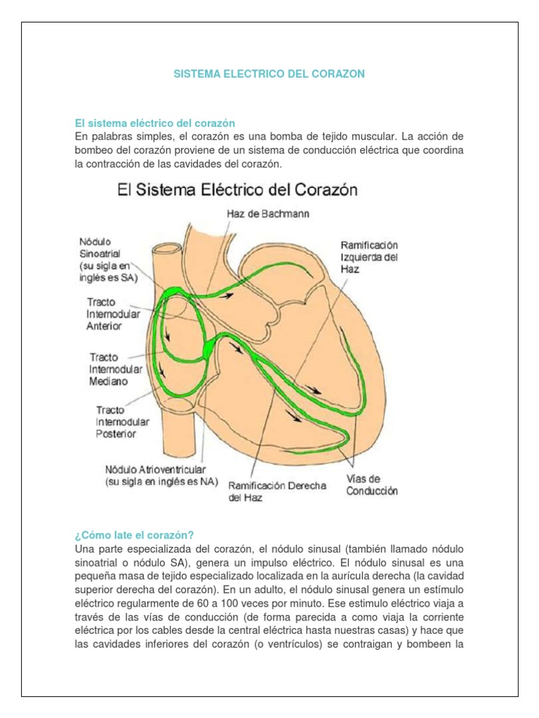 Sistema Electrico Del Corazon | PDF | Electrofisiologia | Corazón