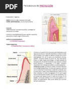 Principios PPR Apoyos, Retenedor Directo e Indirecto | PDF | Dentadura ...