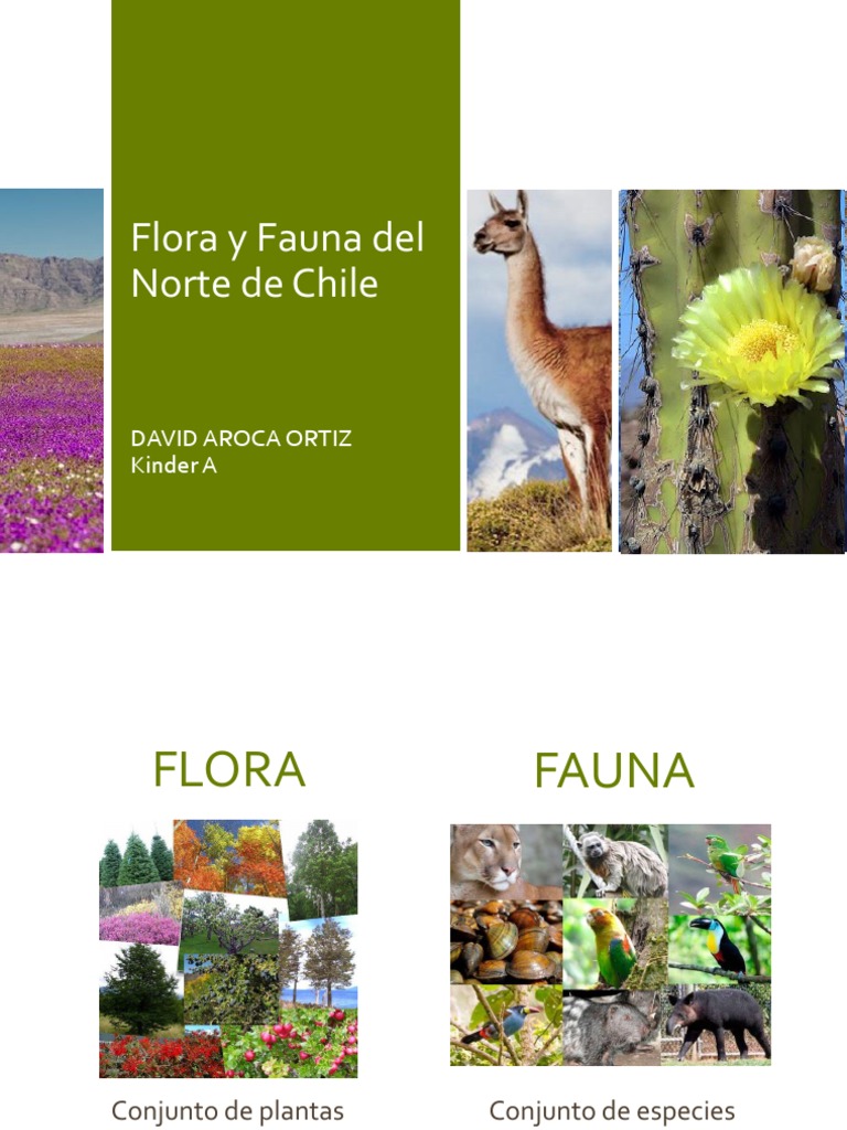 Flora y Fauna Del Norte de Chile
