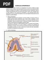 Condrogénesis y Crecimiento Del Cartílago | PDF