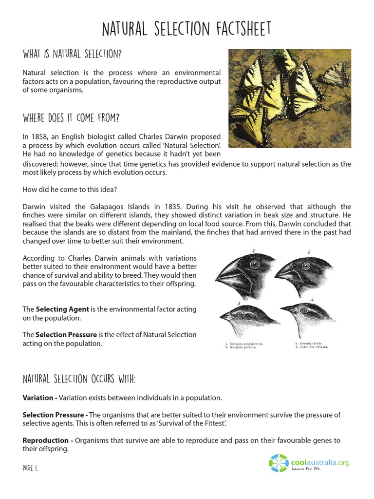 Natural Selection Factsheet v2 | PDF | Natural Selection | Biology Theories