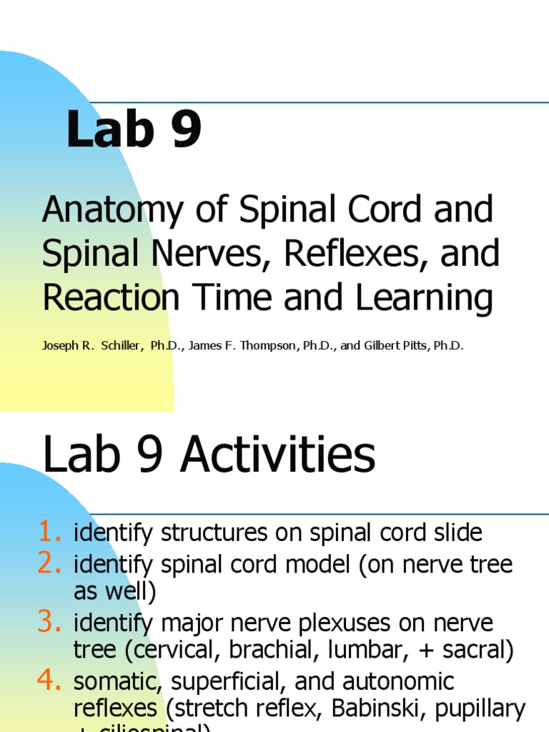 Anatomy Ofspinal Cord and Spinal Nerves - Reflexes | PDF | Spinal Cord ...