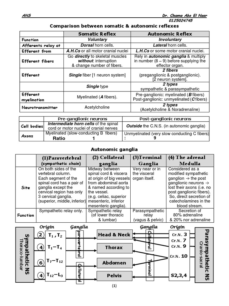 ANS Tables | PDF | Autonomic Nervous System | Human Anatomy