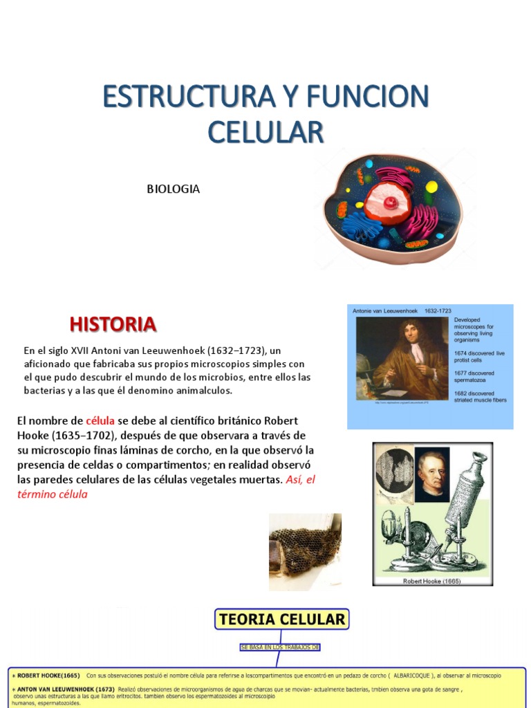 Estructura y Funcion Celular IV | PDF | Nucleo celular | Biología Celular)