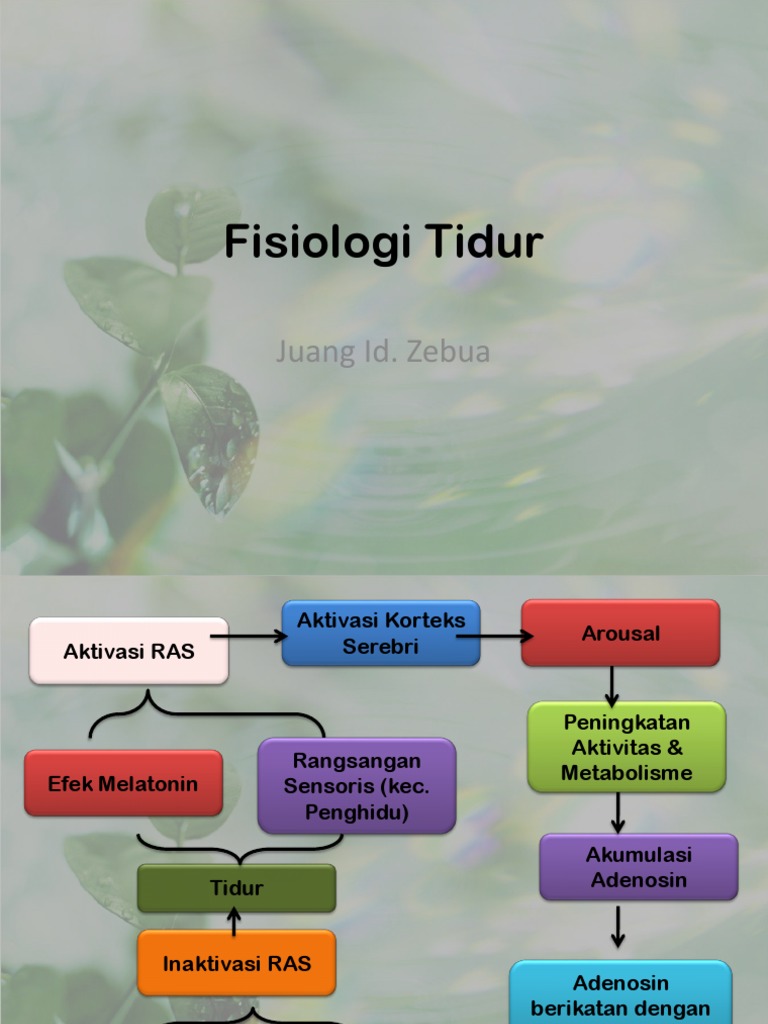 Fisiologi Tidur | PDF