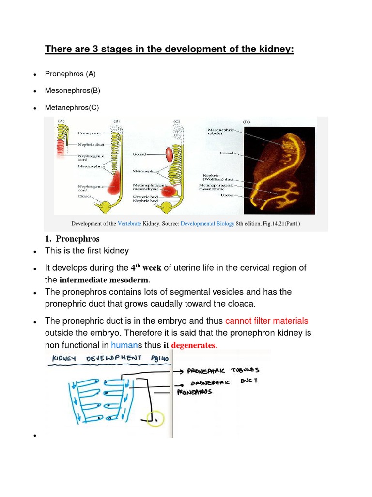 There Are 3 Stages in The Development of The Kidney | PDF | Kidney ...