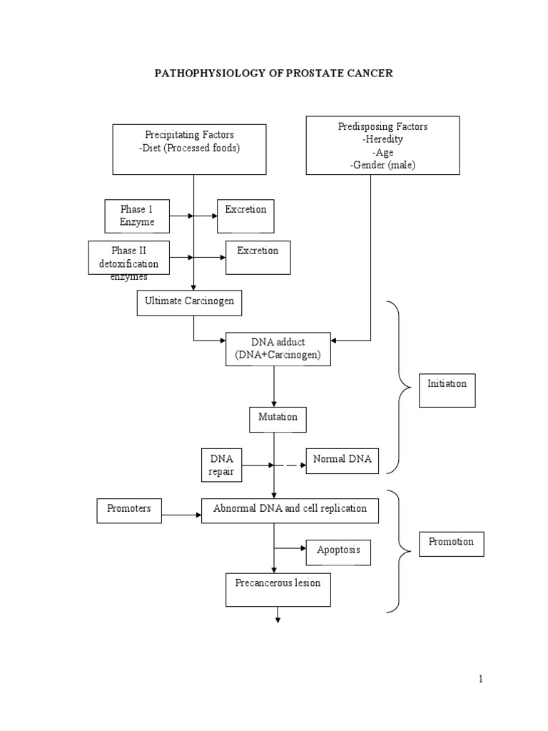 Prostate Cancer Pathophysiology Overview | PDF | Prostate Cancer | Cancer