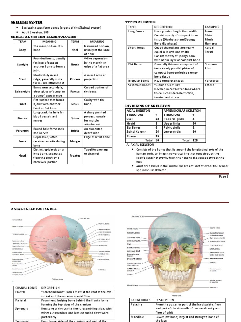 Skeletal System: Term Meaning Term Meaning Body Neck | PDF | Anatomical ...