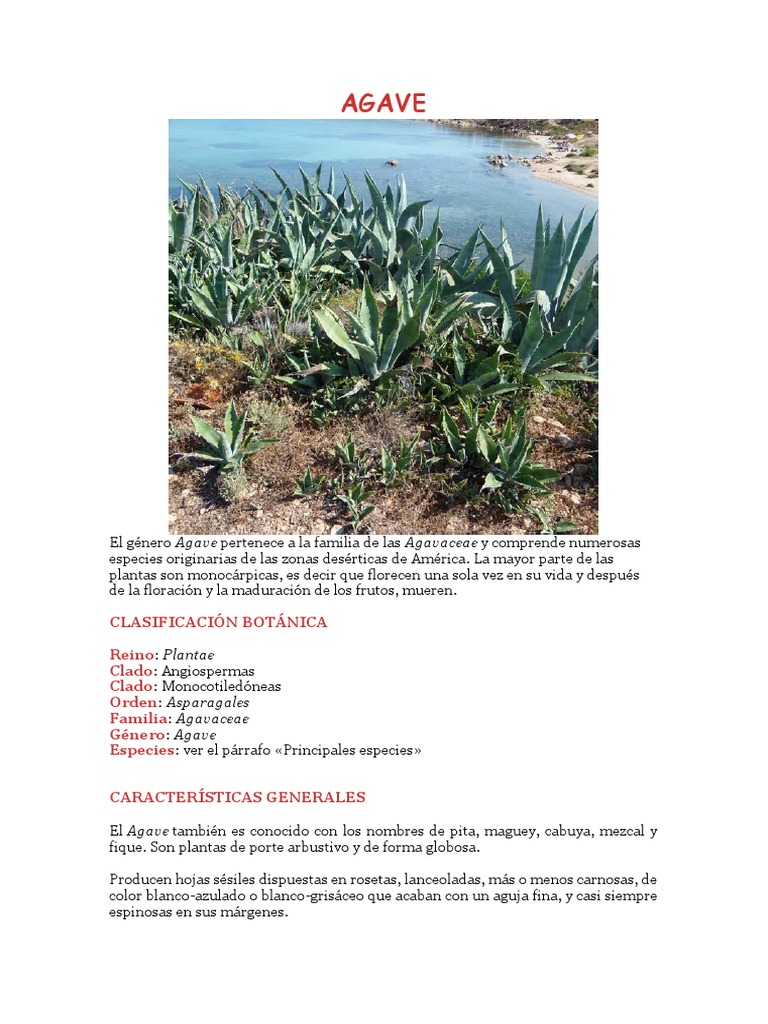 Características y Cultivo del Agave | PDF | Plantas | Horticultura y ...