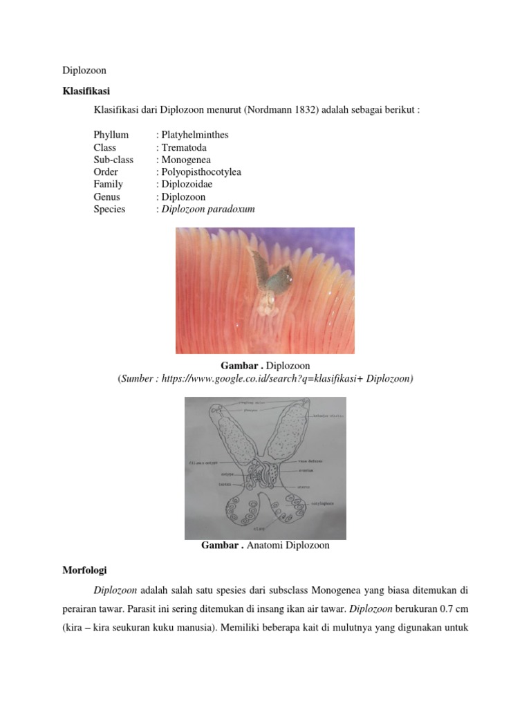 Diplozoon | PDF